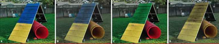 Do Dogs See Colors? What Does It Mean for Our Training? - Ethology ...