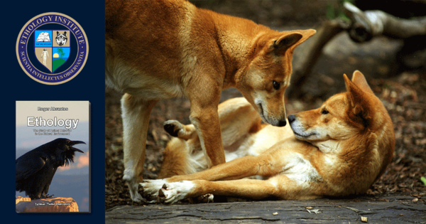 Ethology - Ethology Institute - Online Course - by Roger Abrantes, Ph.D.