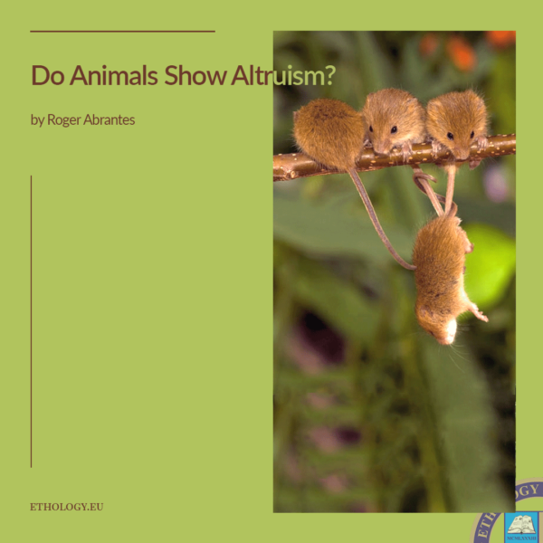 Do Animals Show Altruism? - Ethology Institute - By Roger Abrantes